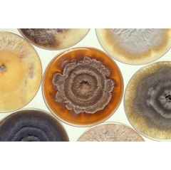 Virginia Mold Testing Lab Celebrates 13 Years Serving DC, Maryland ...