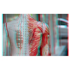 Acupuncture and Fascia: Discoveries that Lend Clues into How ...