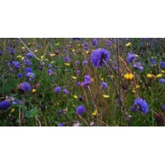 A world without nature is a world without colour. | WebWire