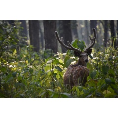 Nature is staging a comeback: UN recognizes seven World Restoration ...